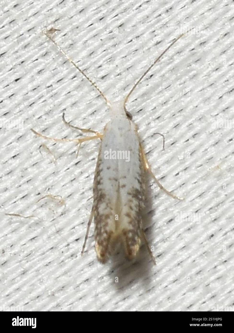 Subreticulata hi-res stock photography and images - Alamy