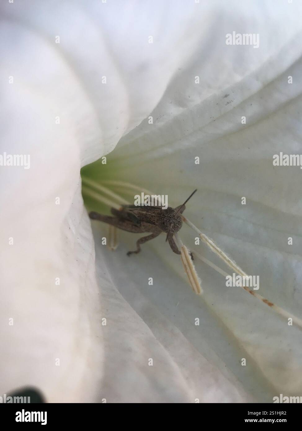 Short-horned Grasshoppers and Locusts (Acridoidea Stock Photo - Alamy