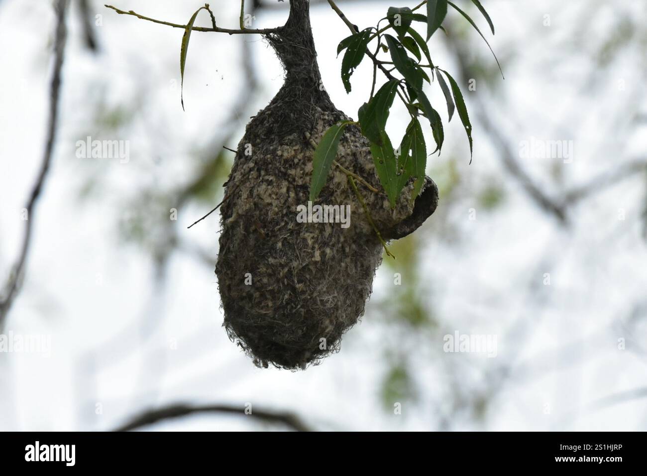 Chinese Penduline-Tit (Remiz consobrinus Stock Photo - Alamy