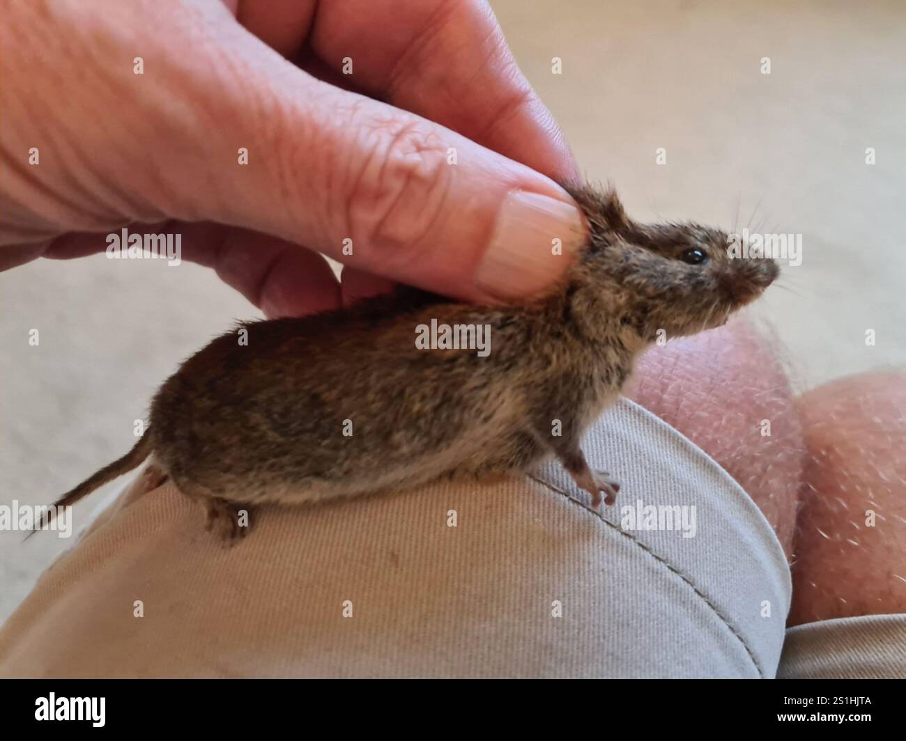 Field Vole (Microtus agrestis Stock Photo - Alamy