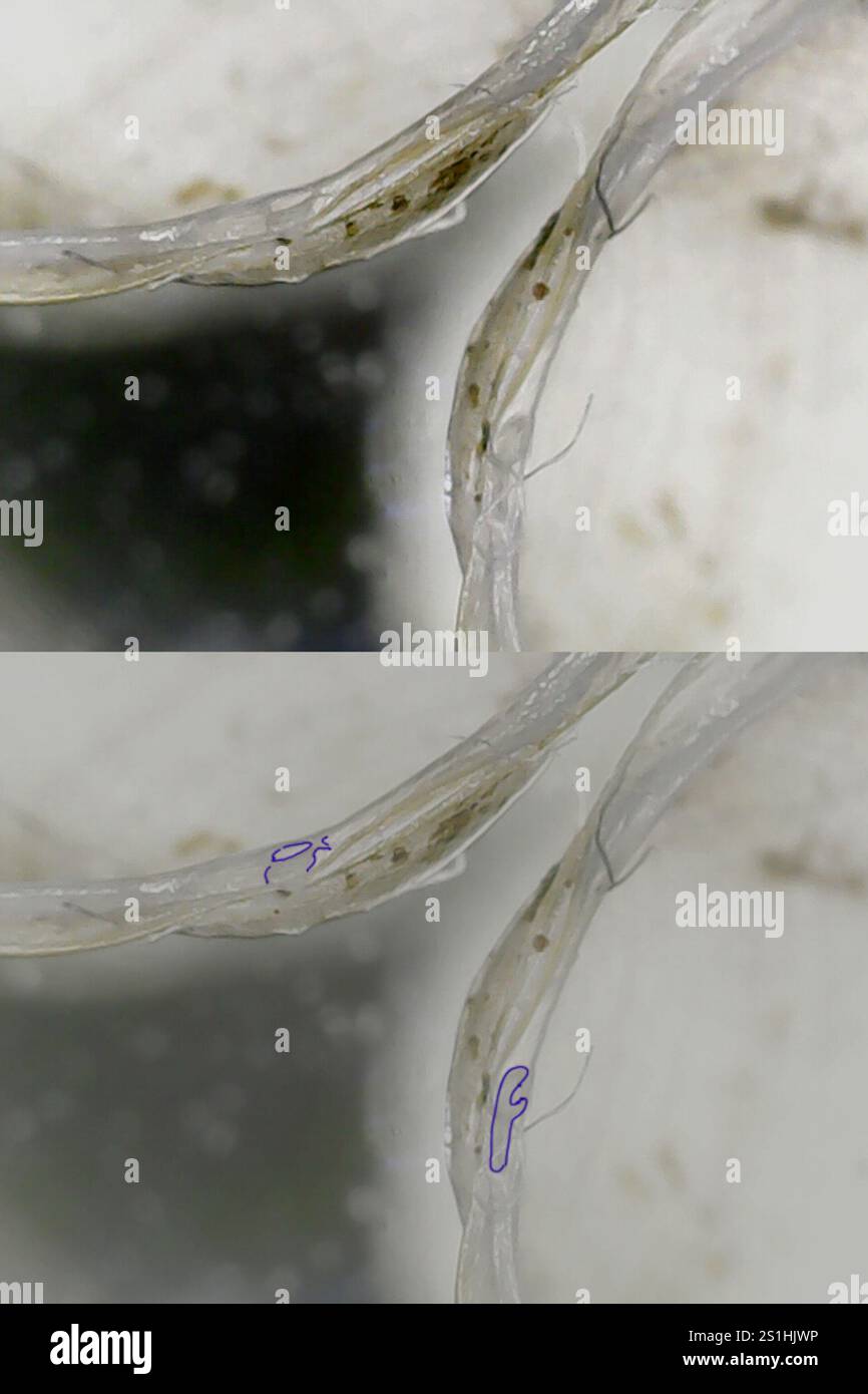 European Fingernail Clam (Sphaerium corneum Stock Photo - Alamy