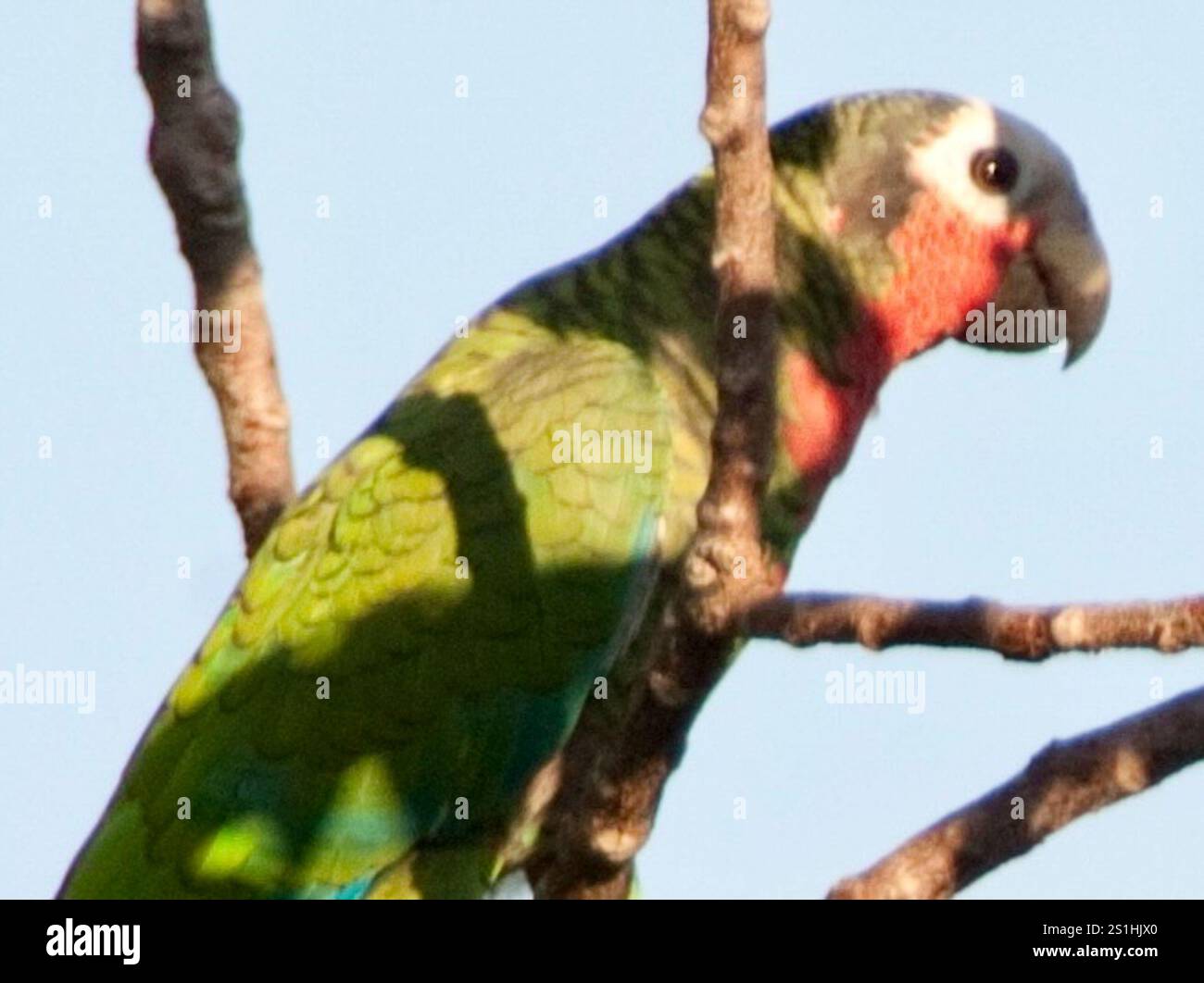 Cuban Amazon (Amazona leucocephala Stock Photo - Alamy