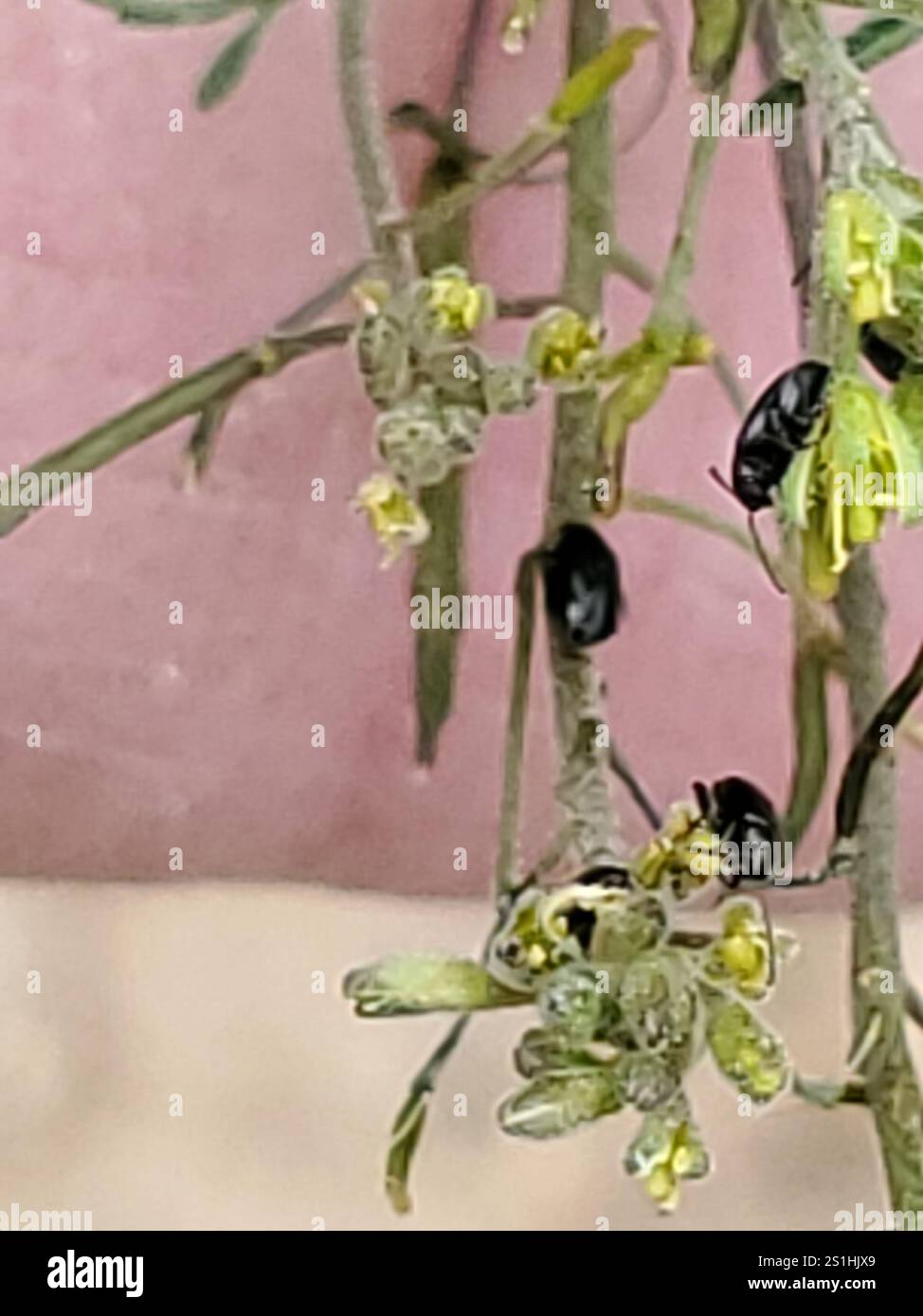 Flea Beetles (Alticini Stock Photo - Alamy