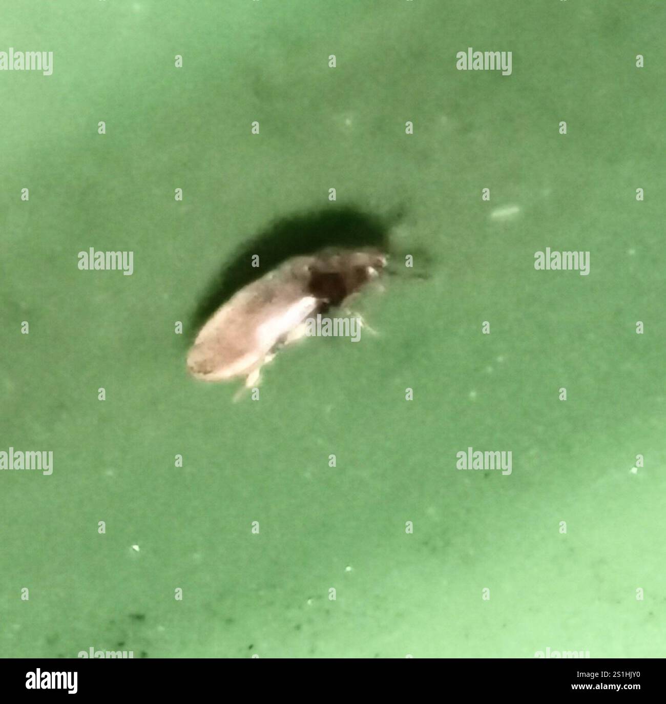 Small false click beetles (Throscidae Stock Photo - Alamy