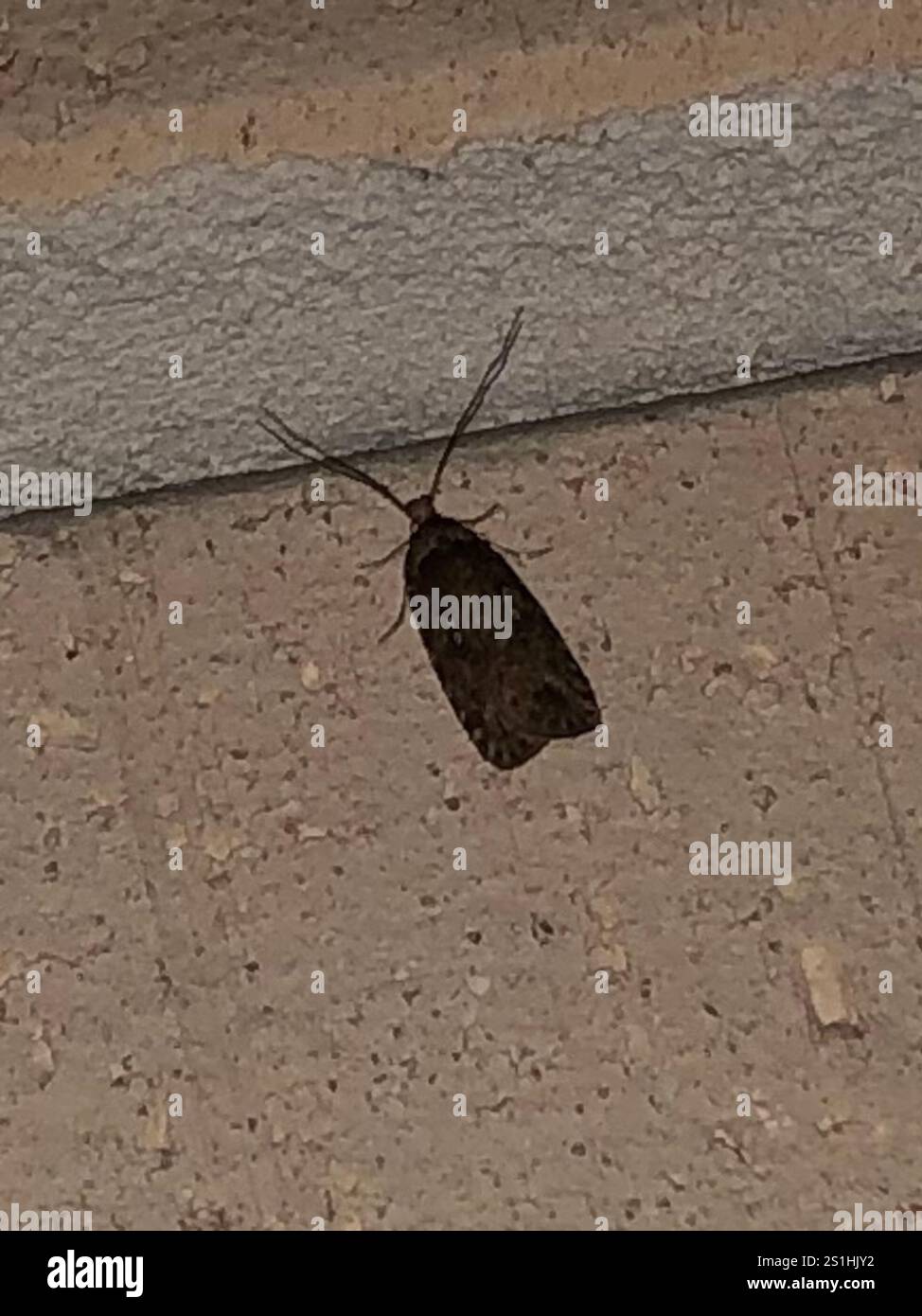 common flat-body (Agonopterix heracliana Stock Photo - Alamy