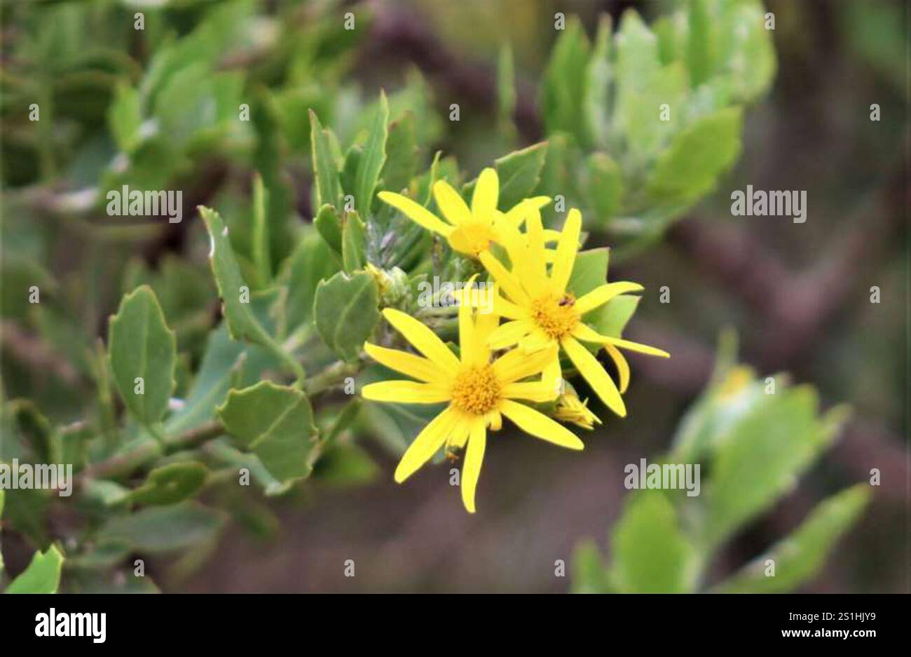 Bietou (Osteospermum moniliferum Stock Photo - Alamy