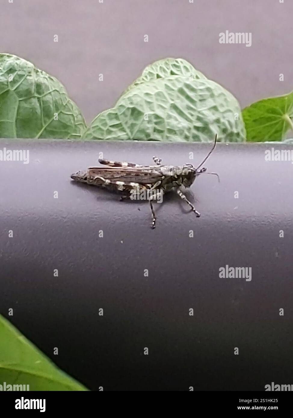 Pine tree Spur-throat Grasshopper (Melanoplus punctulatus Stock Photo ...