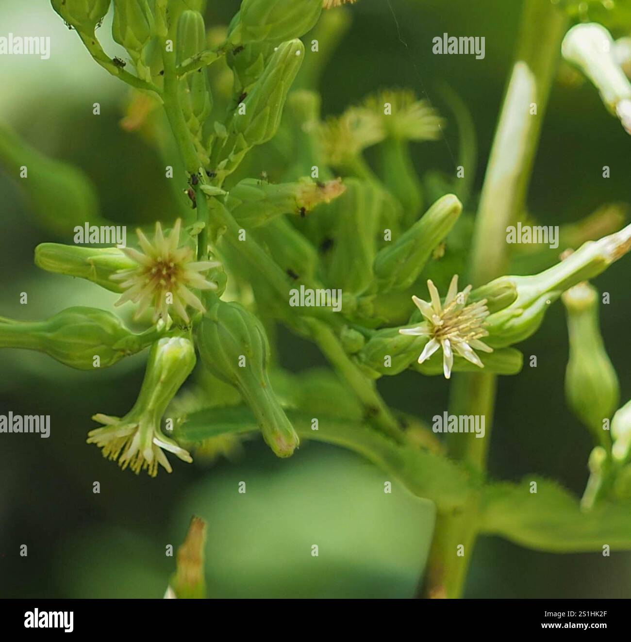 tall blue lettuce (Lactuca biennis Stock Photo - Alamy