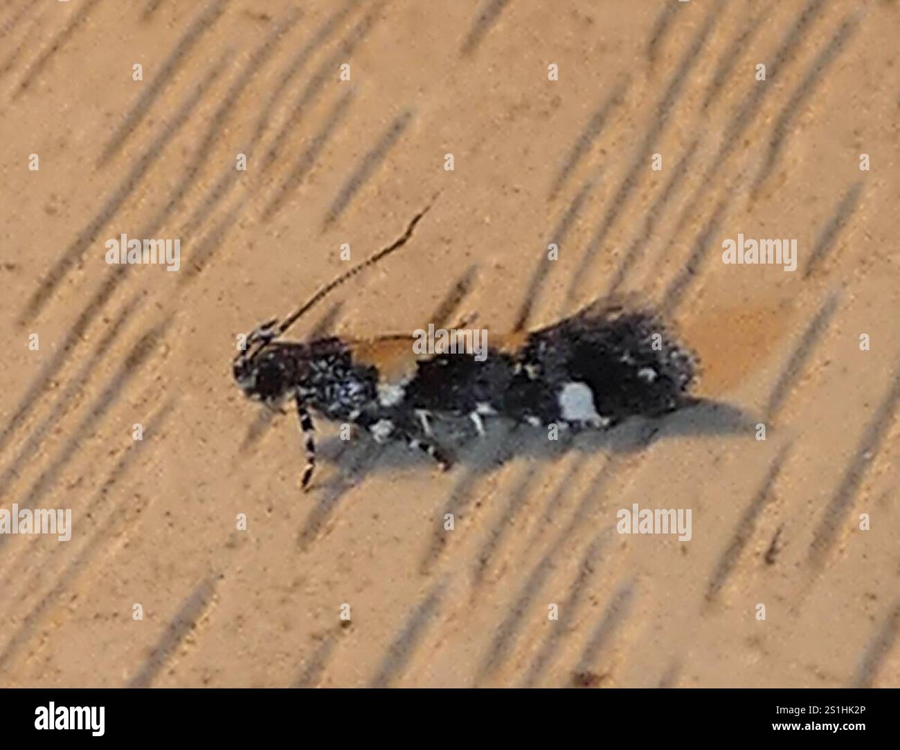 Red-necked Peanutworm Moth (Stegasta bosqueella Stock Photo - Alamy
