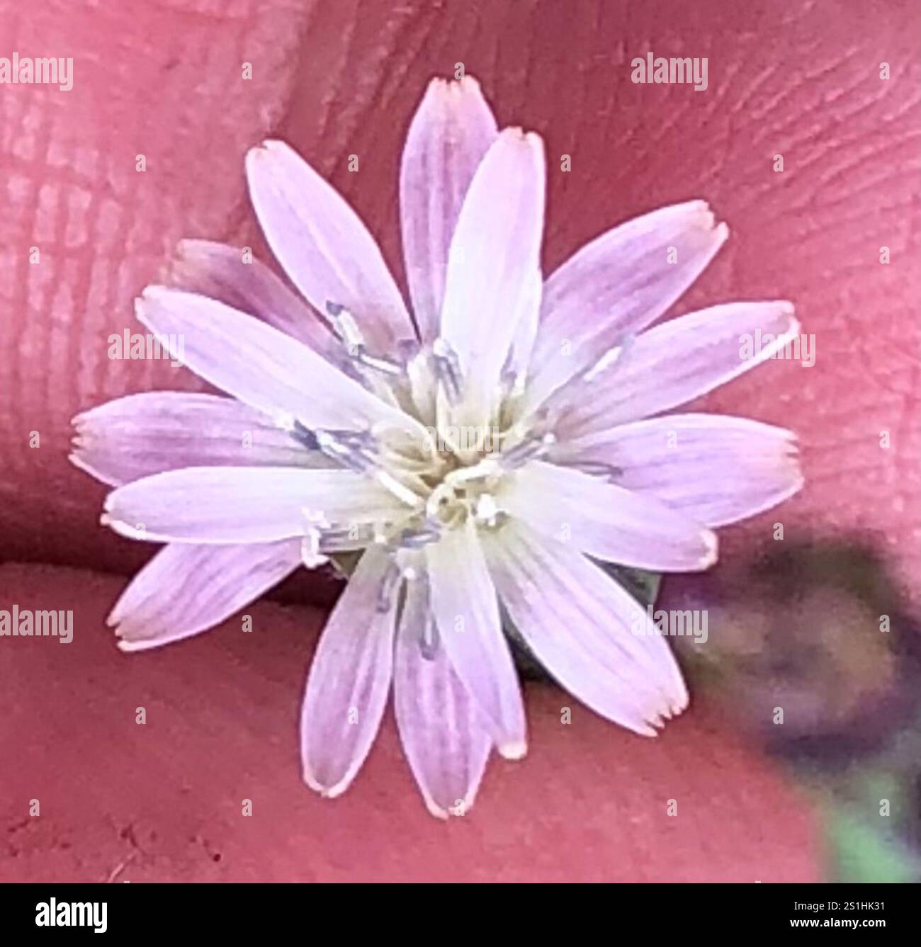tall blue lettuce (Lactuca biennis Stock Photo - Alamy