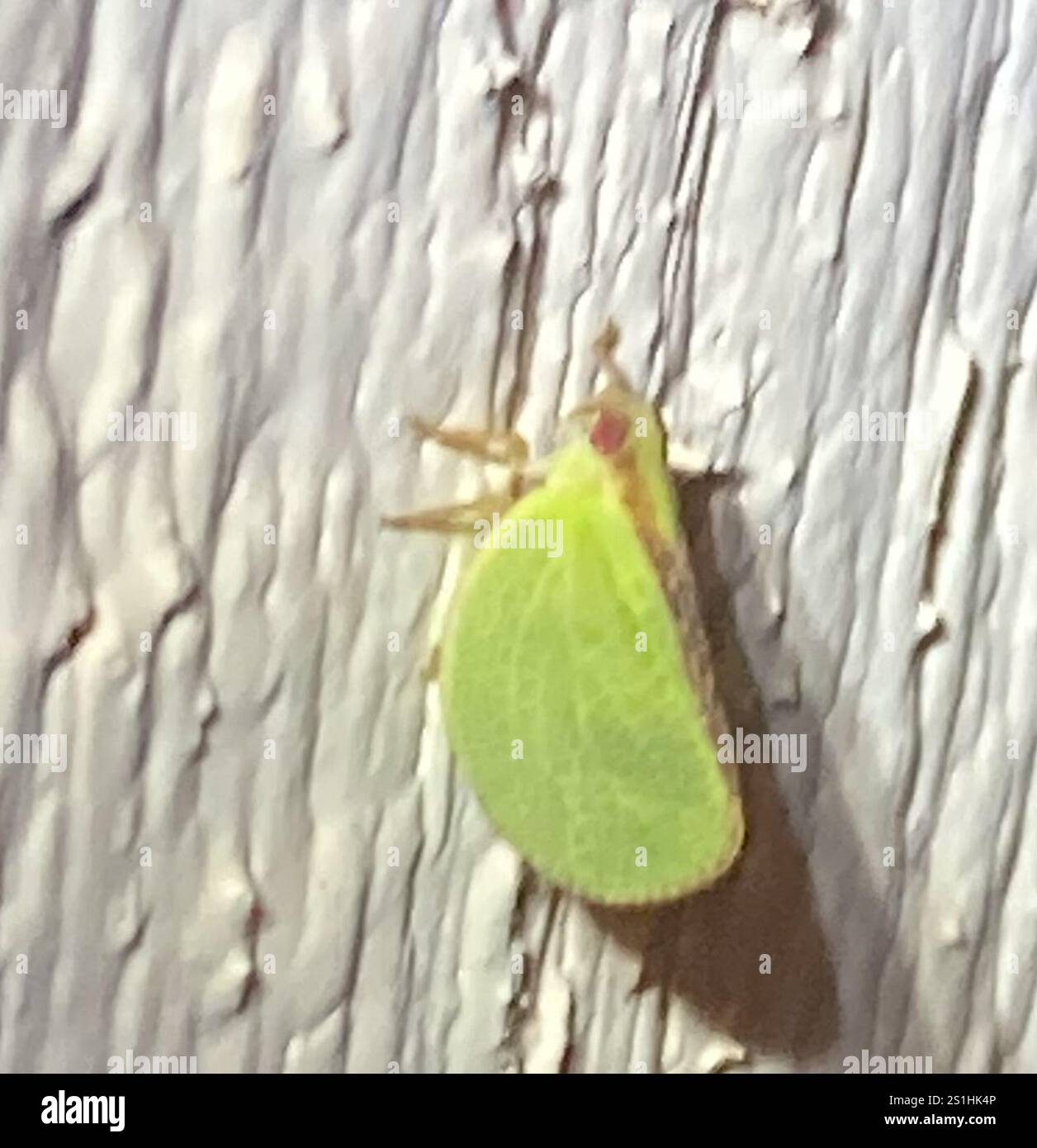 Two-striped Planthopper (Acanalonia bivittata Stock Photo - Alamy