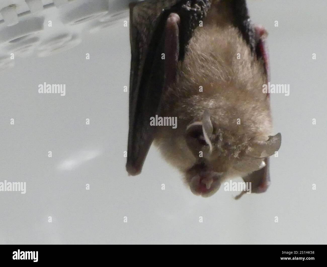 Lesser Horseshoe Bat (Rhinolophus hipposideros Stock Photo - Alamy