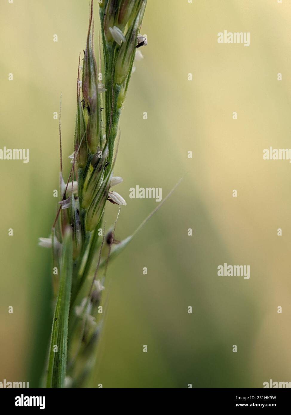 nimblewill (Muhlenbergia schreberi Stock Photo - Alamy