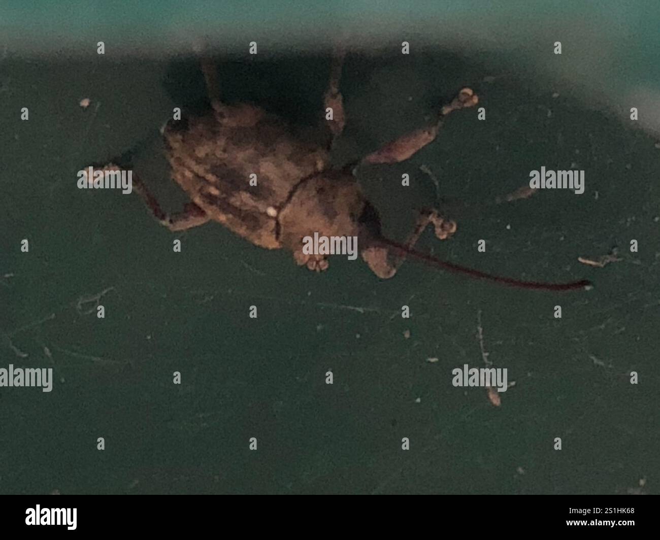 acorn weevil (Curculio glandium Stock Photo - Alamy