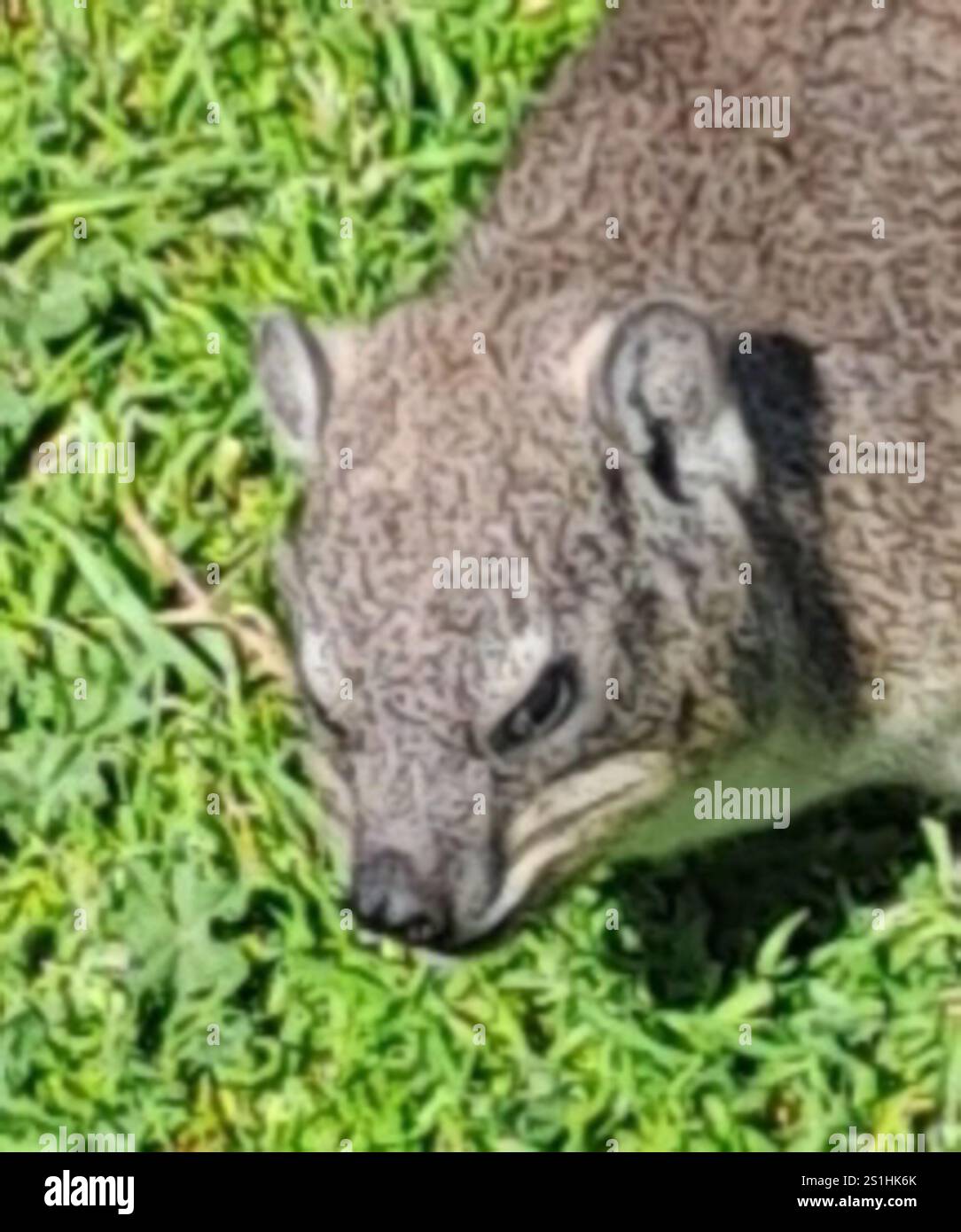 Cape Rock Hyrax (Procavia capensis capensis Stock Photo - Alamy