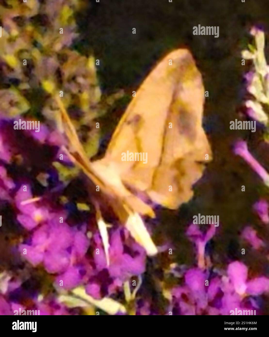Large Maple Spanworm Moth (Prochoerodes lineola Stock Photo - Alamy