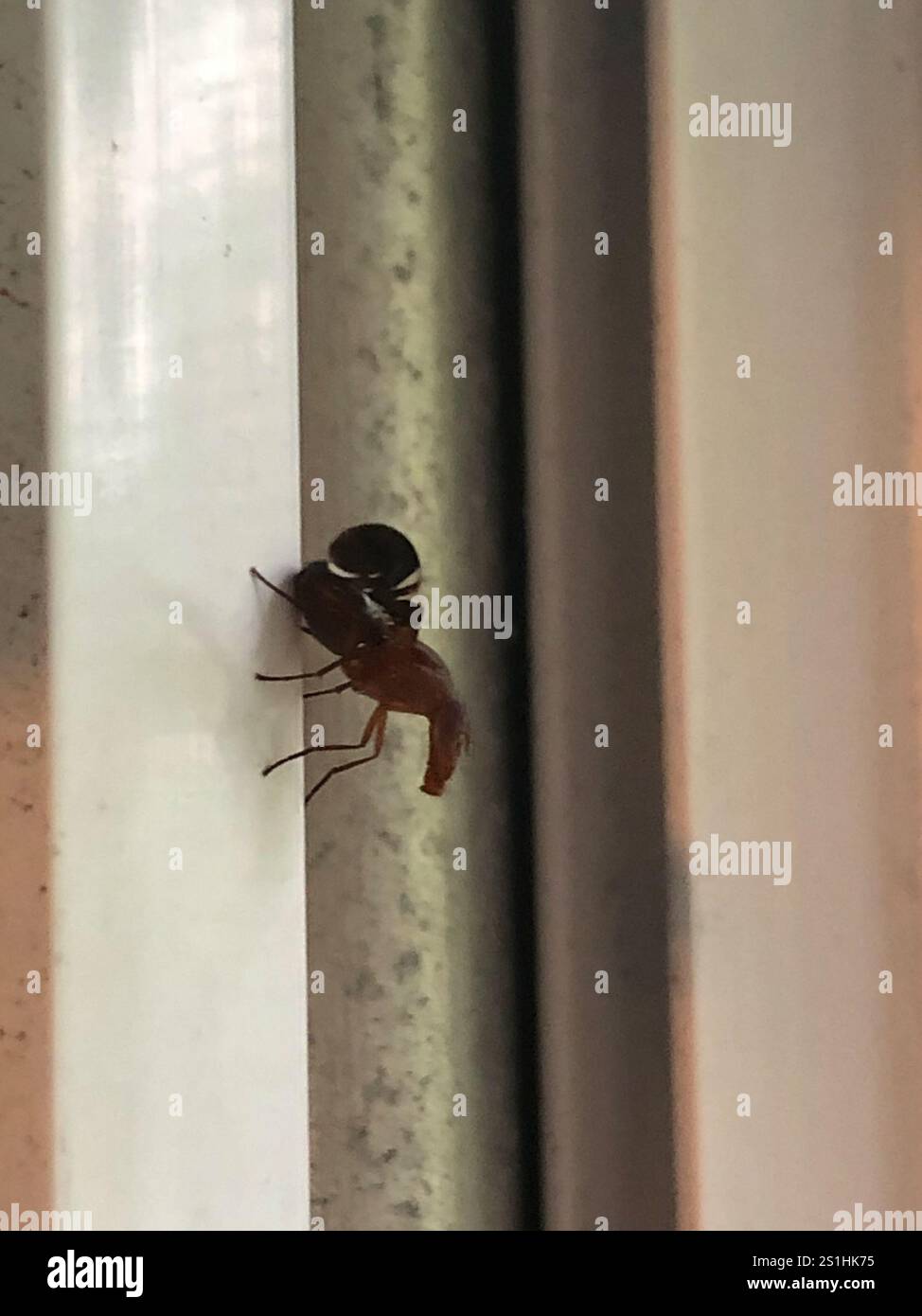 Common Picture-winged Fly (Delphinia picta Stock Photo - Alamy