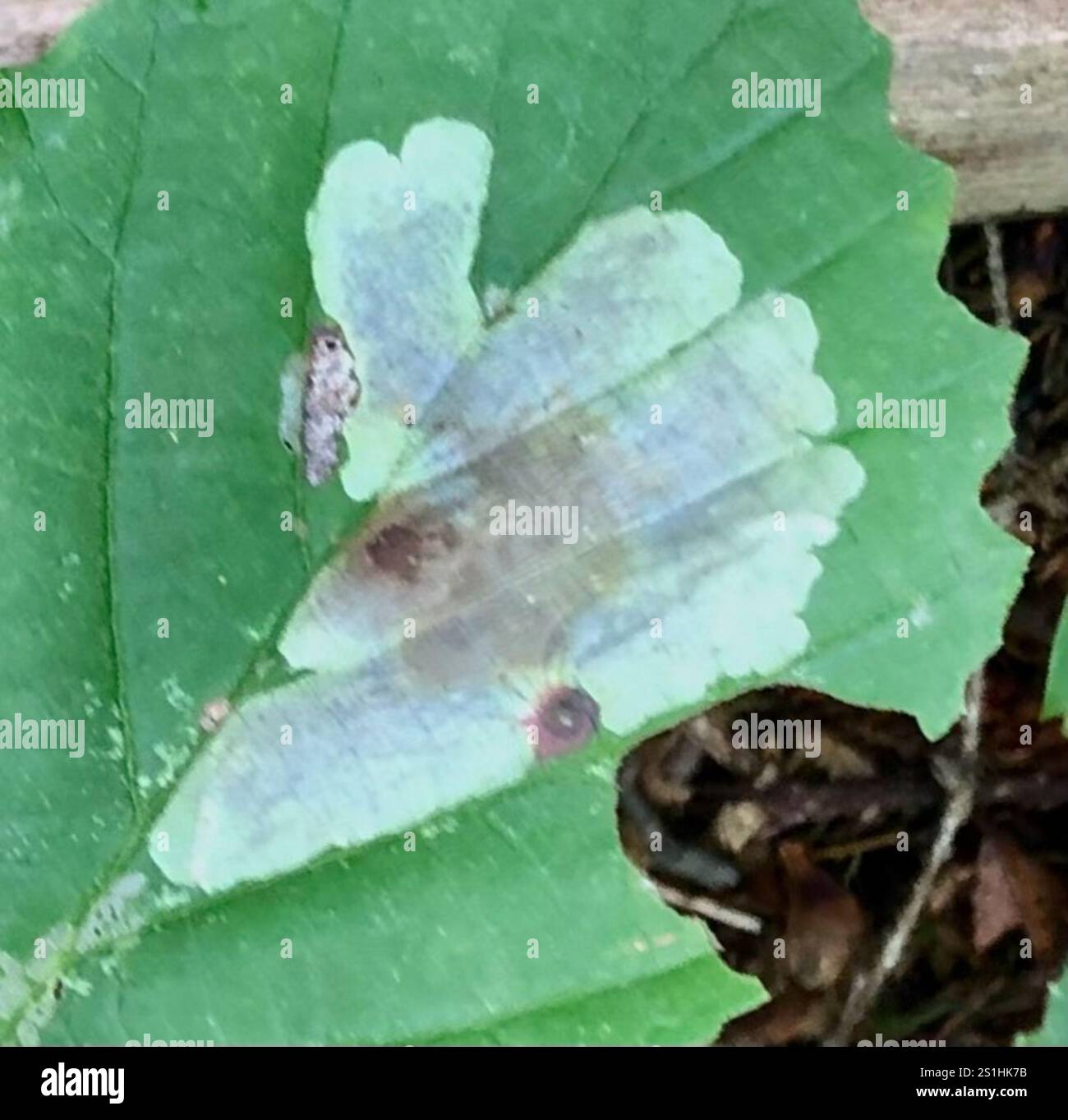 Witchhazel Leafminer (Cameraria hamameliella Stock Photo - Alamy