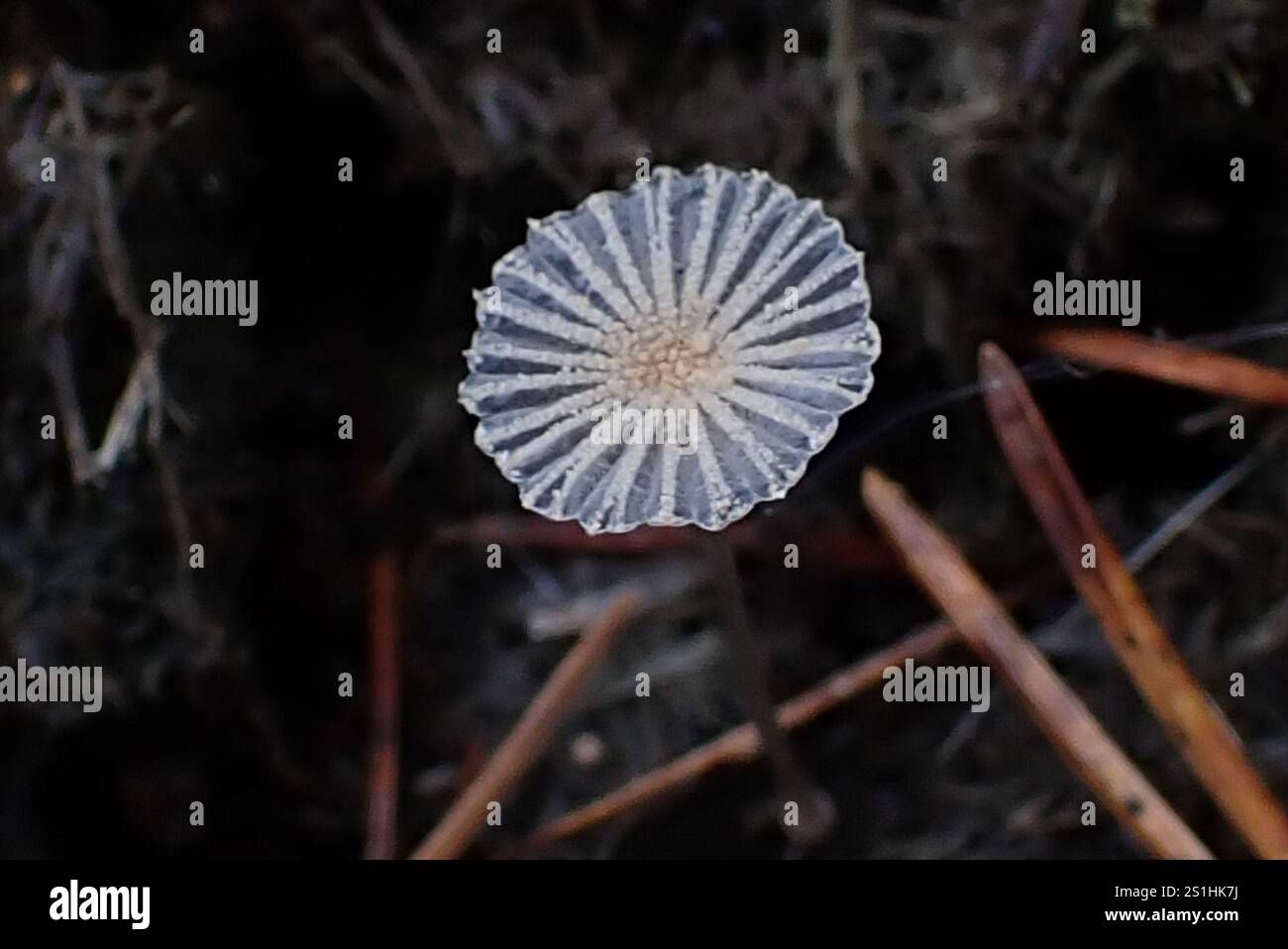 Ephemeroides hi-res stock photography and images - Alamy