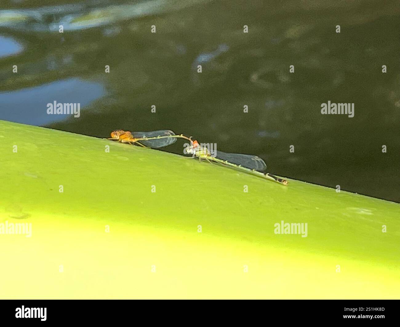 Orange Bluet (Enallagma signatum Stock Photo - Alamy