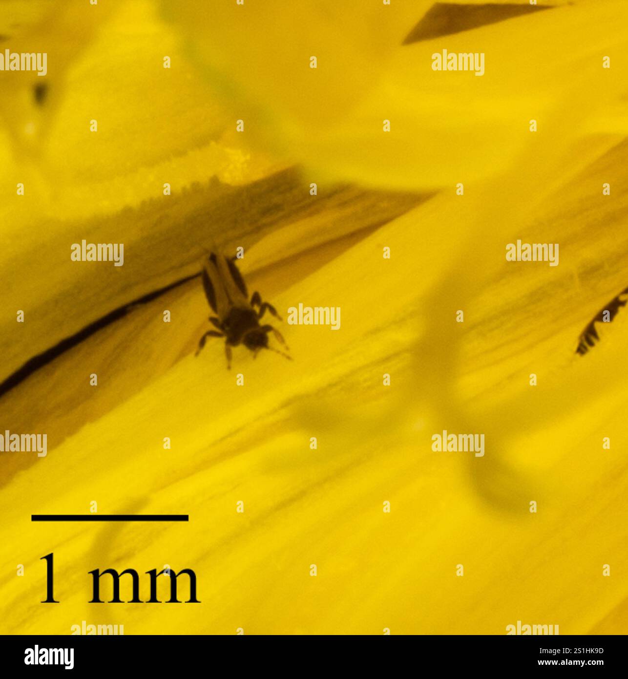 Common Thrips (Thripidae Stock Photo - Alamy