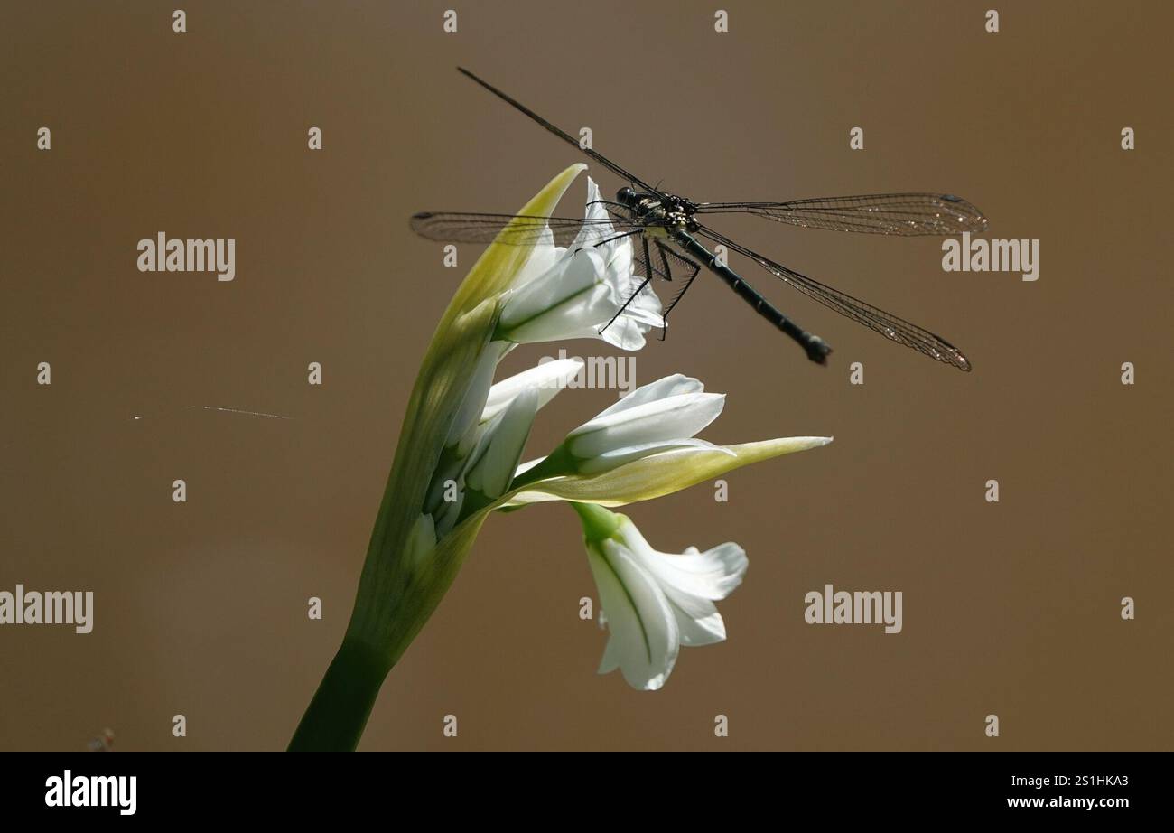 Common Flatwing (Austroargiolestes icteromelas Stock Photo - Alamy