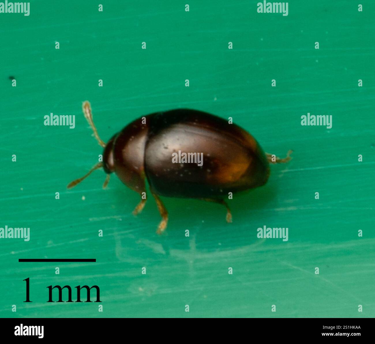 Shining Flower Beetles (Phalacridae Stock Photo - Alamy