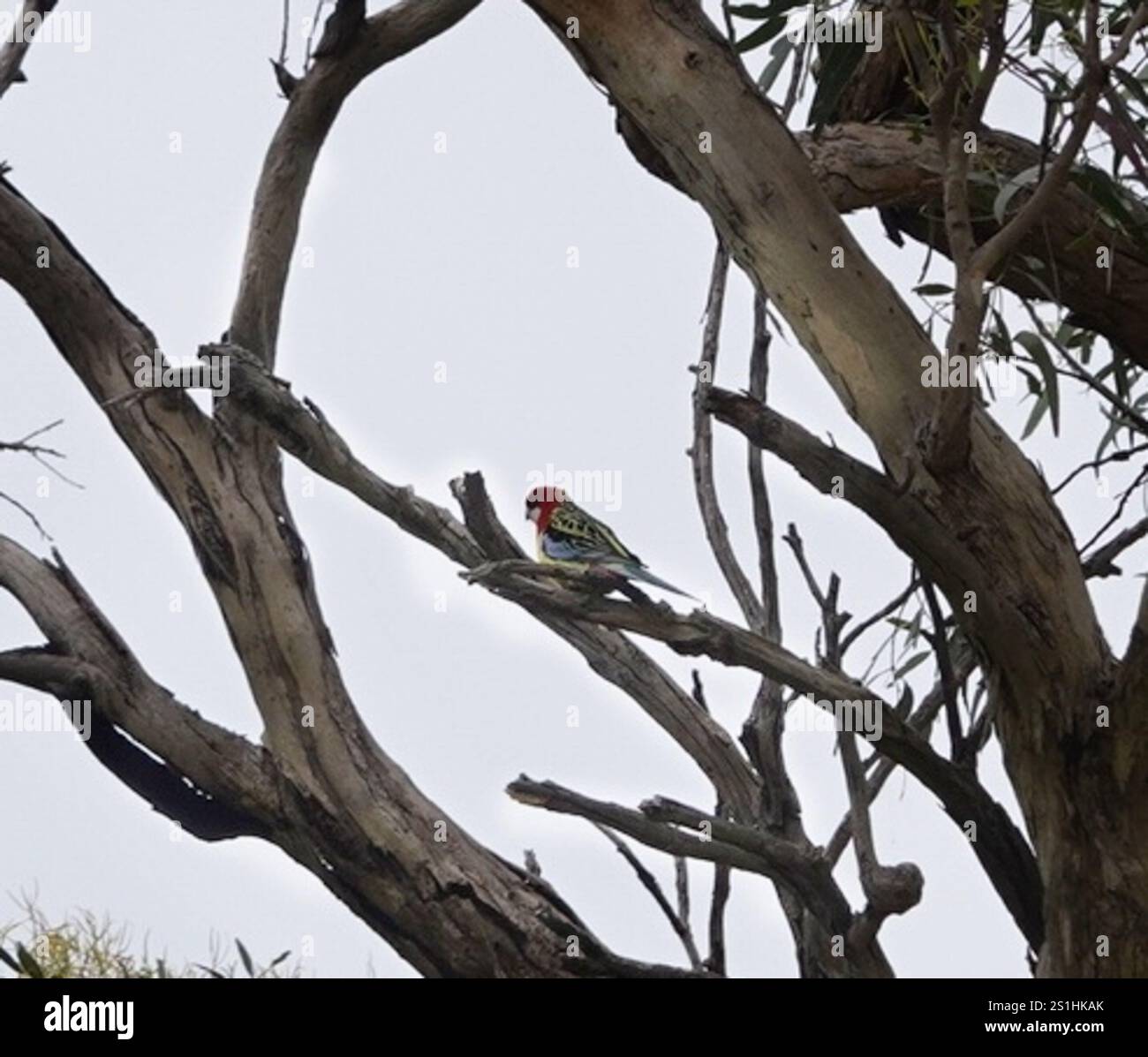 Southeast Eastern Rosella (Platycercus eximius eximius Stock Photo - Alamy