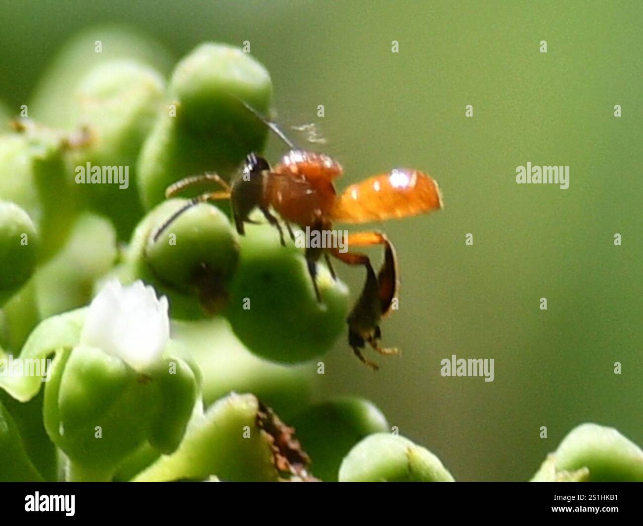 Black-headed Stingless Bee (Tetragonula melanocephala Stock Photo - Alamy