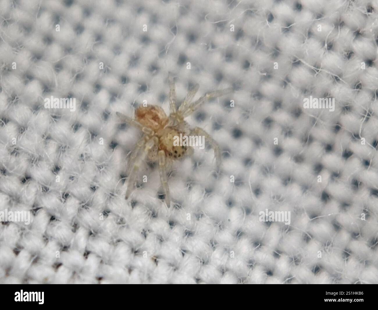 Running Crab Spiders (Philodromidae Stock Photo - Alamy