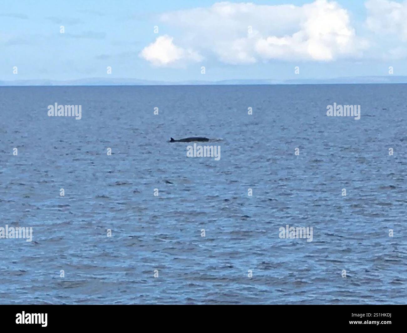 Common Minke Whale (Balaenoptera acutorostrata Stock Photo - Alamy