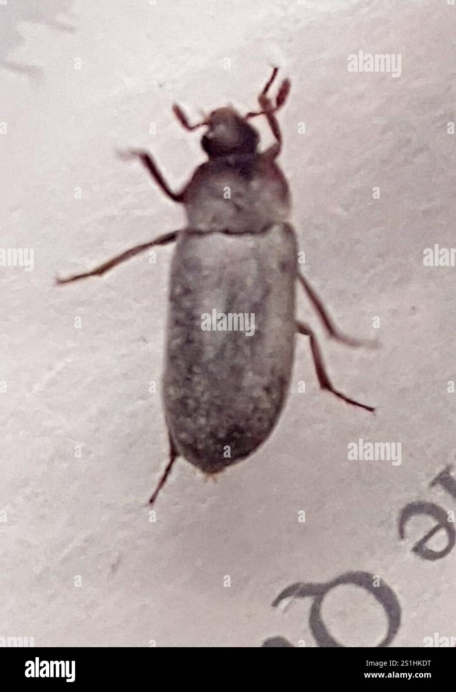 Skin Beetles (Dermestes Stock Photo - Alamy