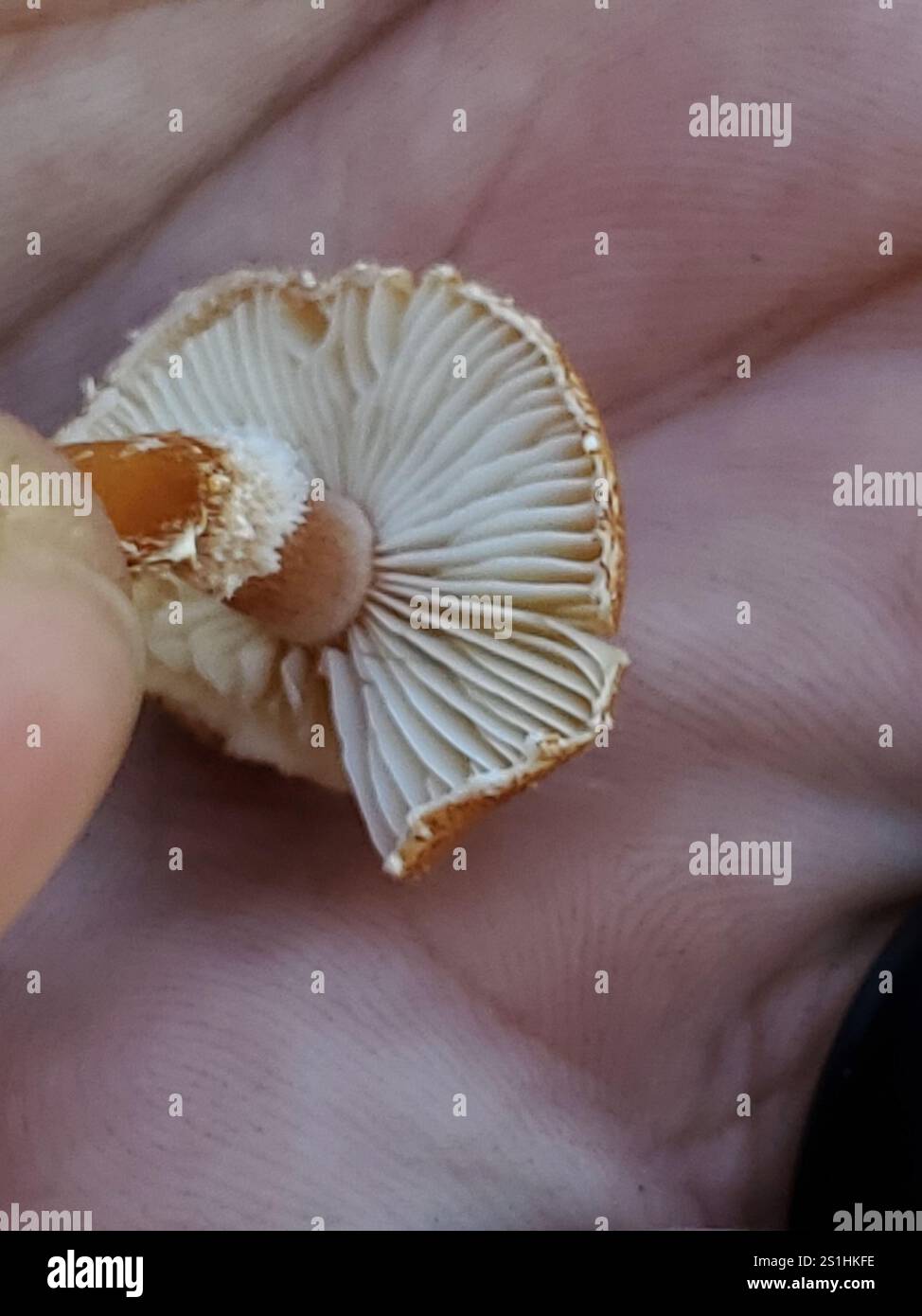 Basidiomycete Fungi (Basidiomycota Stock Photo - Alamy