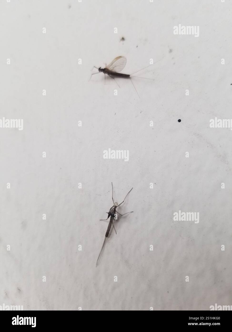 Small Mayflies (Baetidae Stock Photo - Alamy