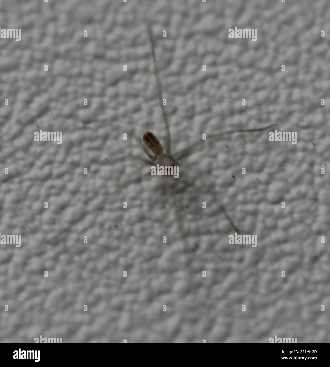 Common Cellar Spiders (Pholcus Stock Photo - Alamy