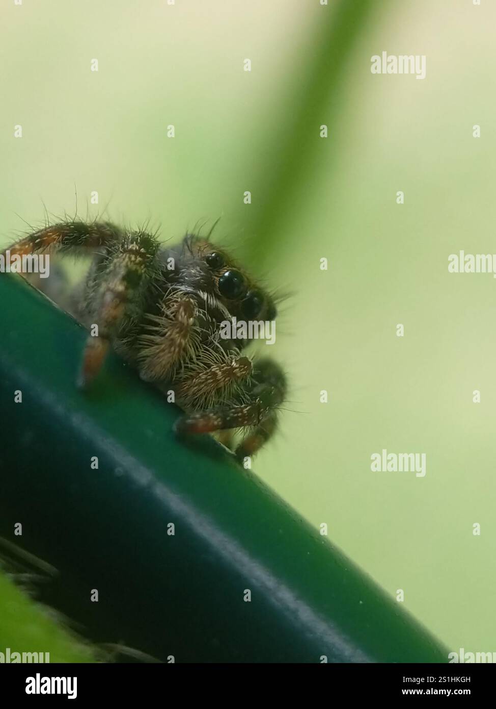 Bold Jumping Spider (Phidippus audax Stock Photo - Alamy