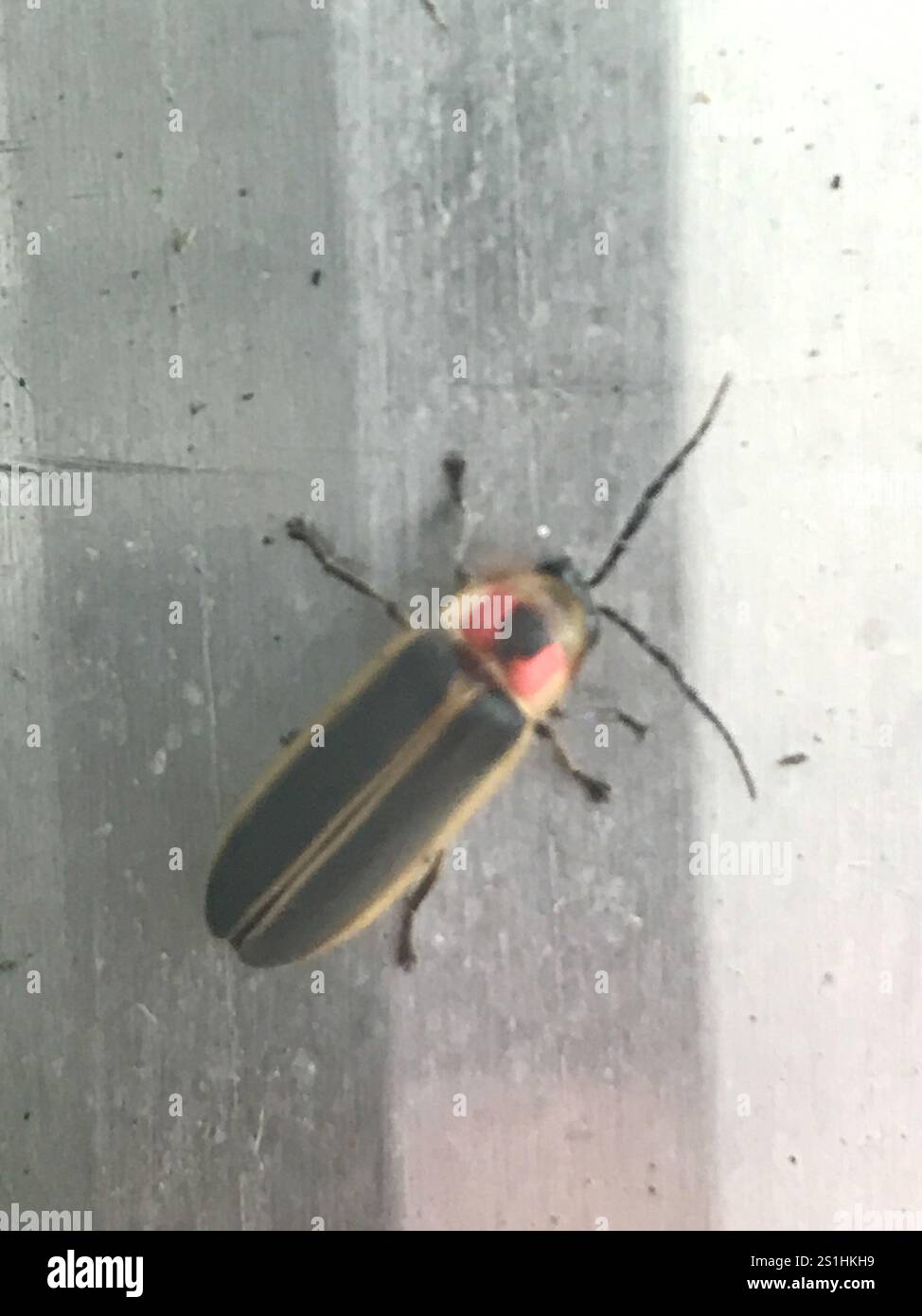 Common Eastern Firefly (Photinus pyralis Stock Photo - Alamy