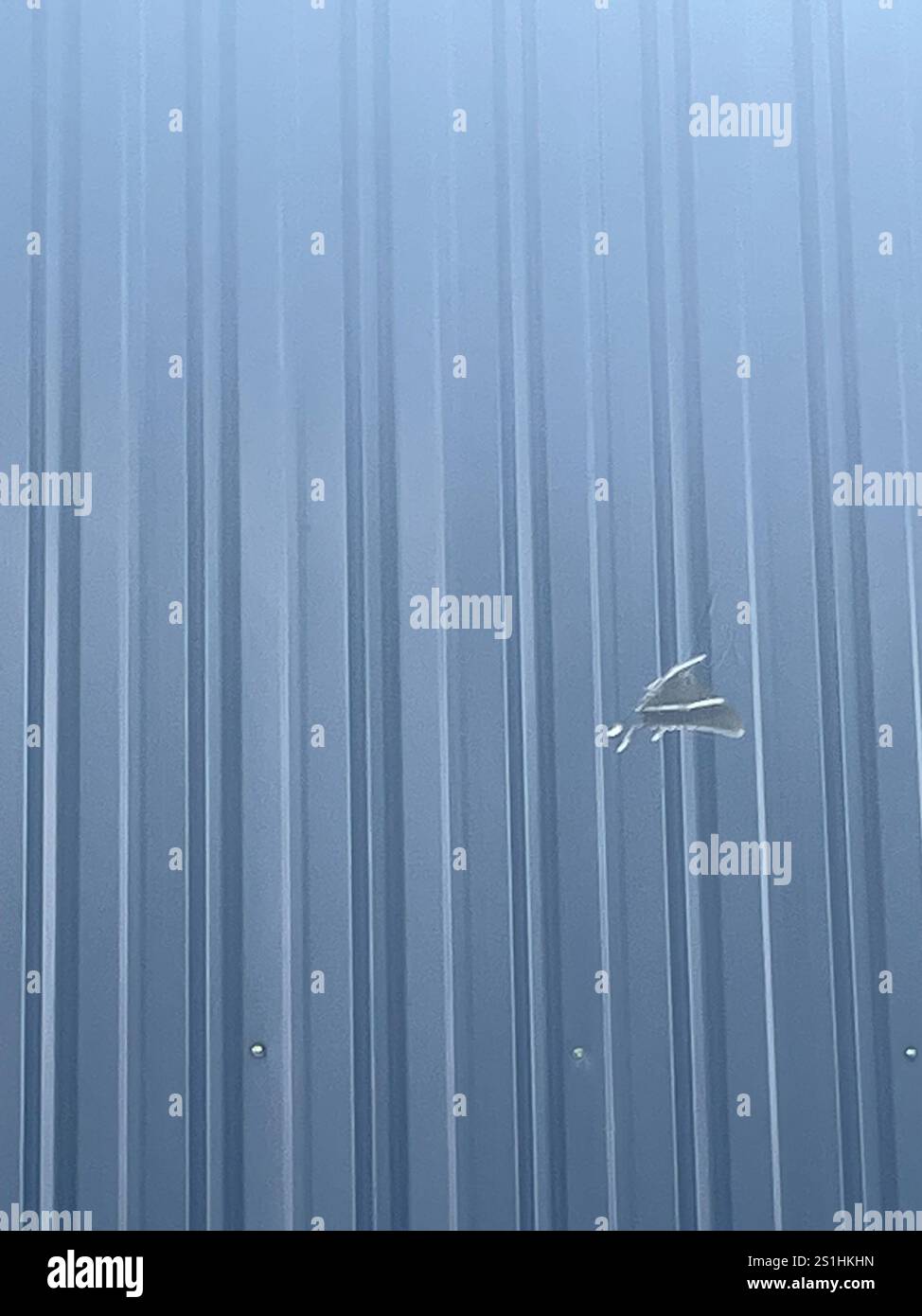 Tropical Swallowtail Moth (Lyssa zampa Stock Photo - Alamy