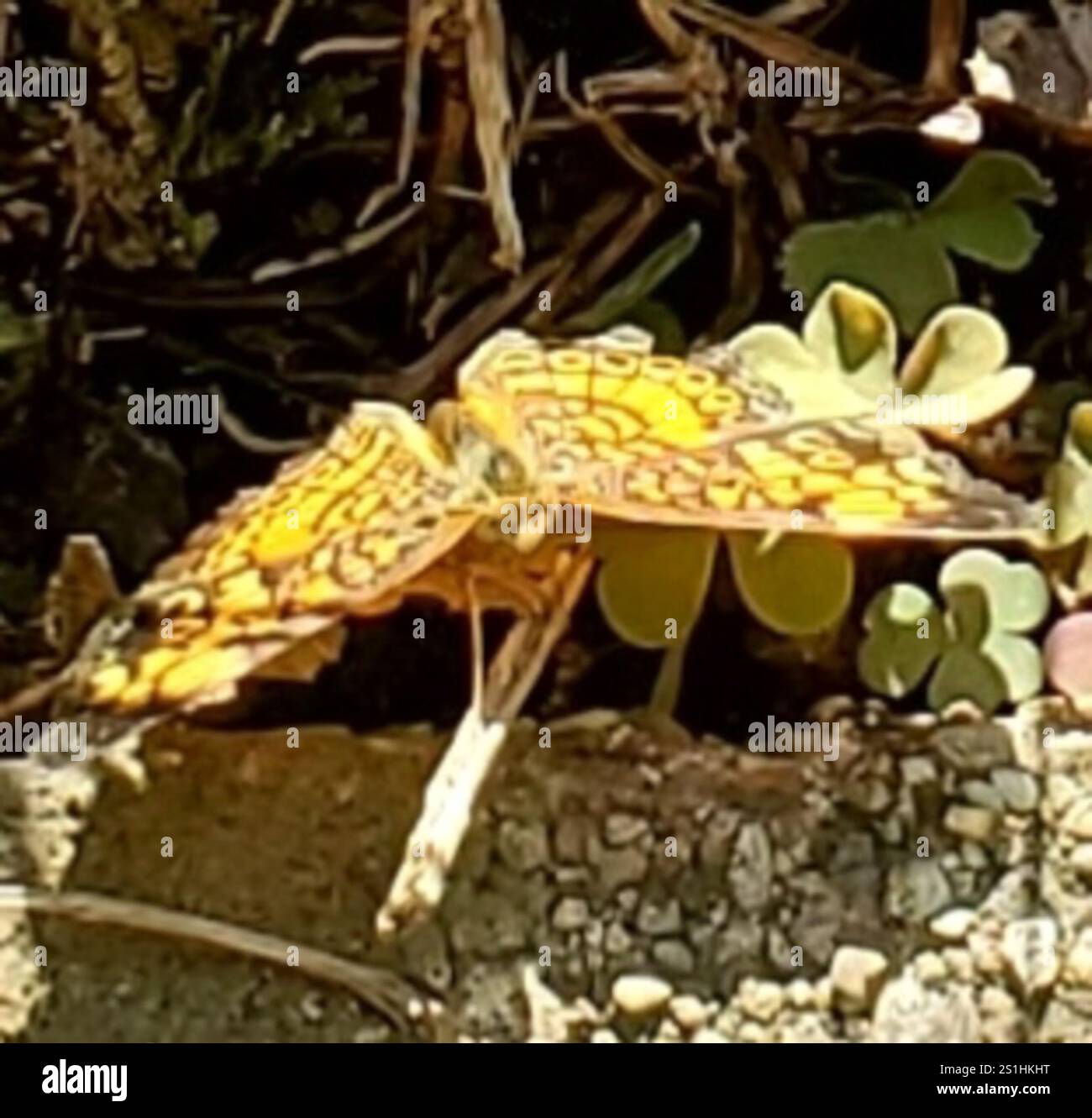 Pearl Crescent (Phyciodes tharos Stock Photo - Alamy