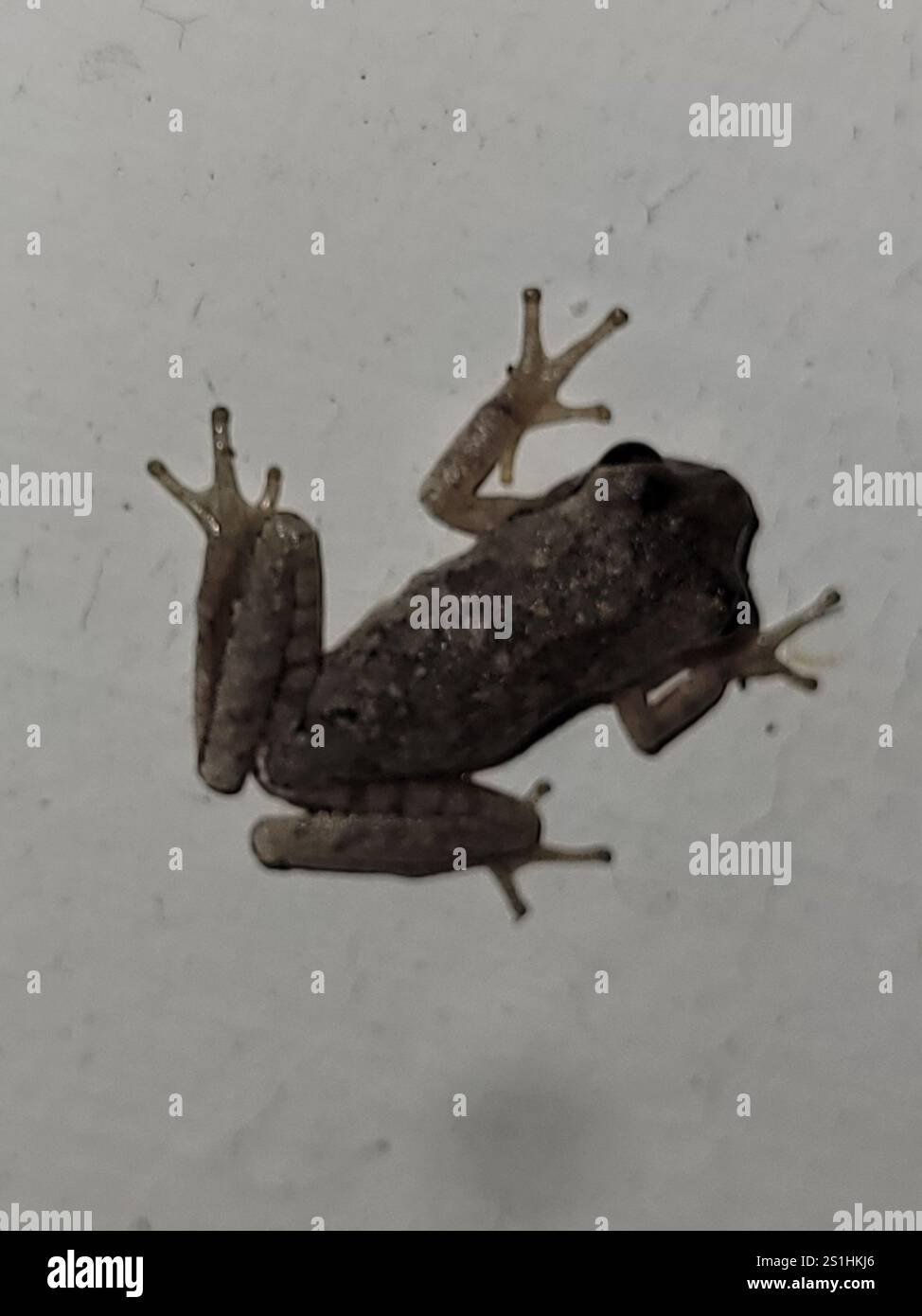 Pine Woods Tree Frog (Hyla femoralis Stock Photo - Alamy