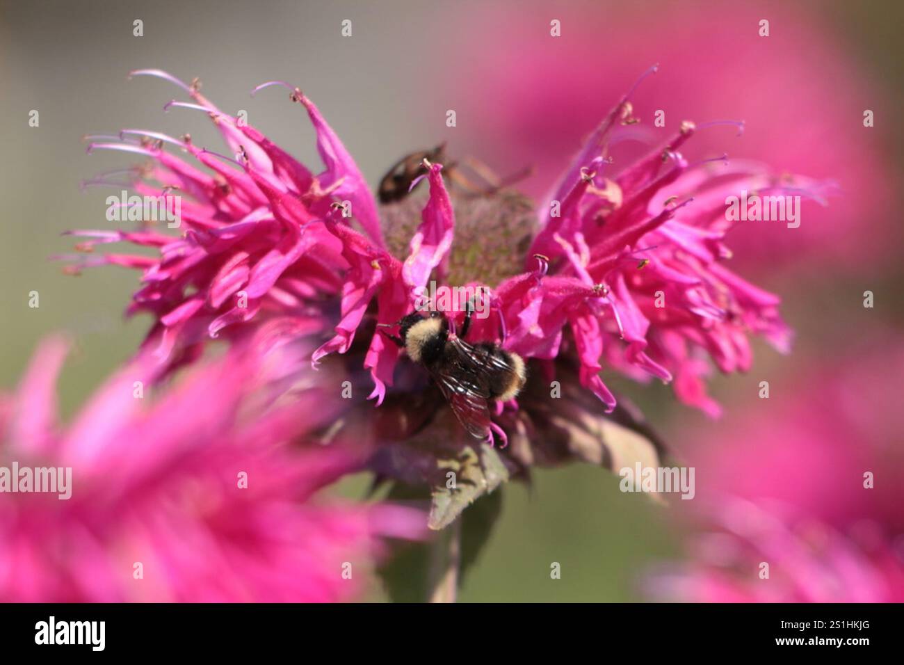 California Bumble Bee (Bombus californicus Stock Photo - Alamy