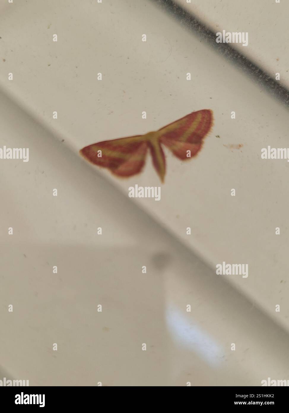 Raspberry Wave (Leptostales laevitaria Stock Photo - Alamy