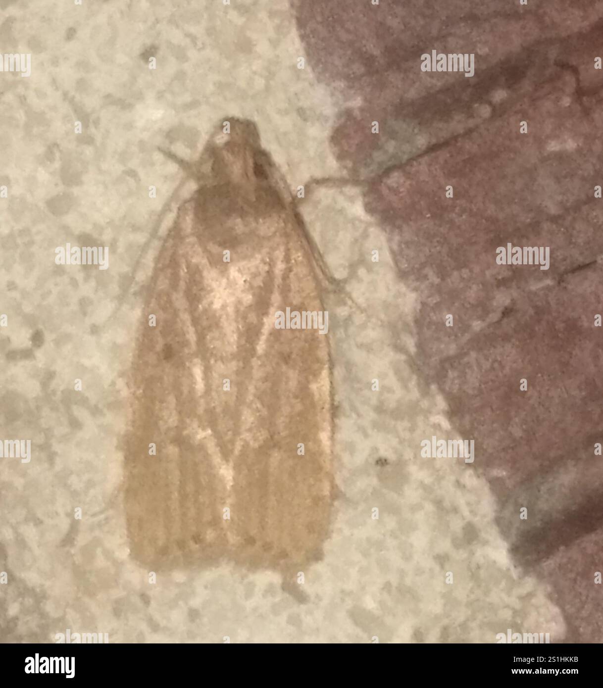Kyoto Moth (Autosticha kyotensis Stock Photo - Alamy