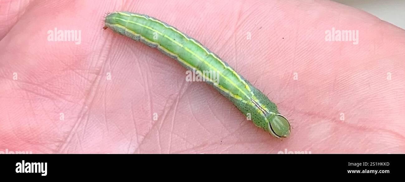 Variable Oakleaf Caterpillar Moth (Lochmaeus manteo Stock Photo - Alamy
