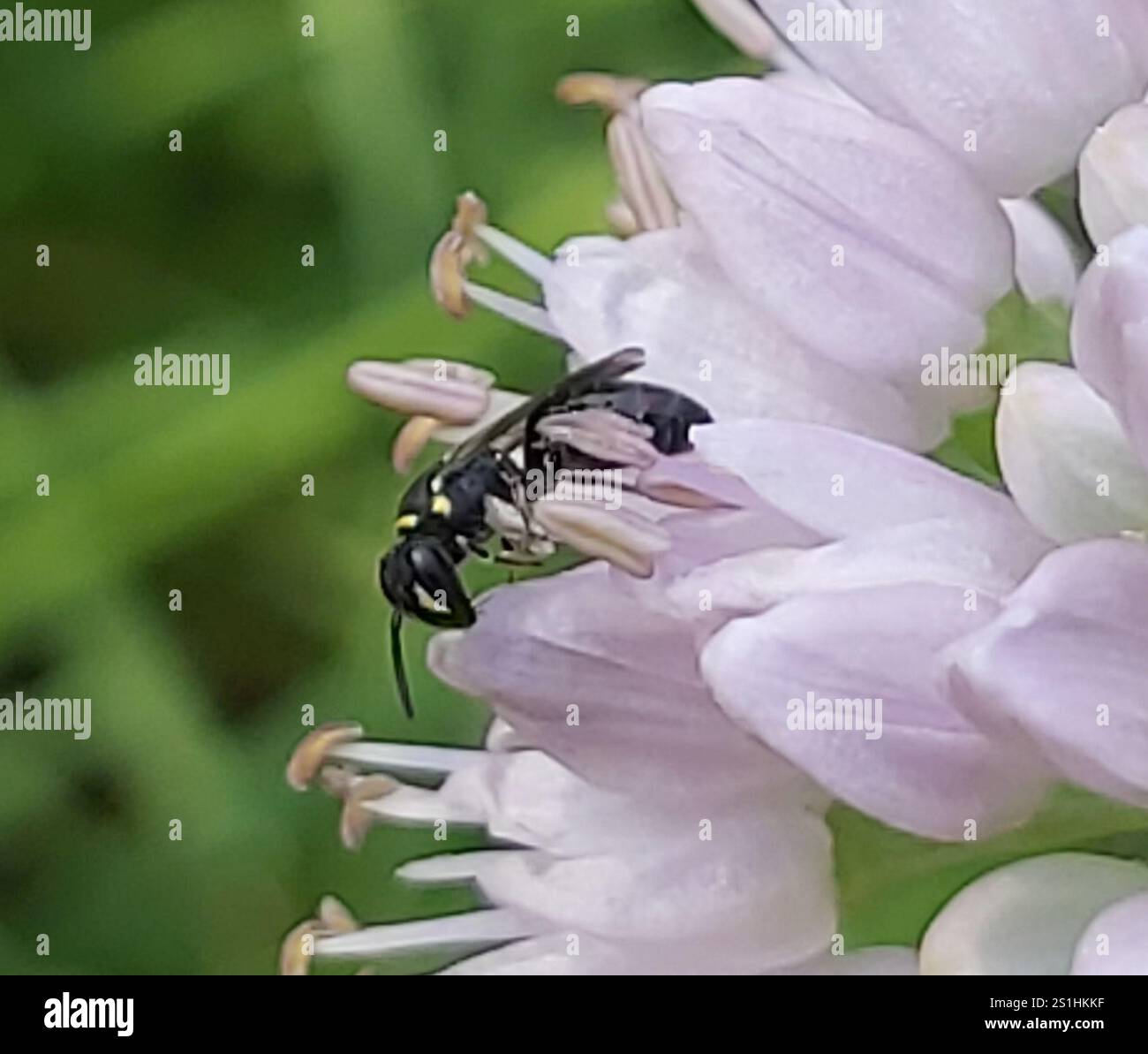 Masked Bees (Hylaeus Stock Photo - Alamy