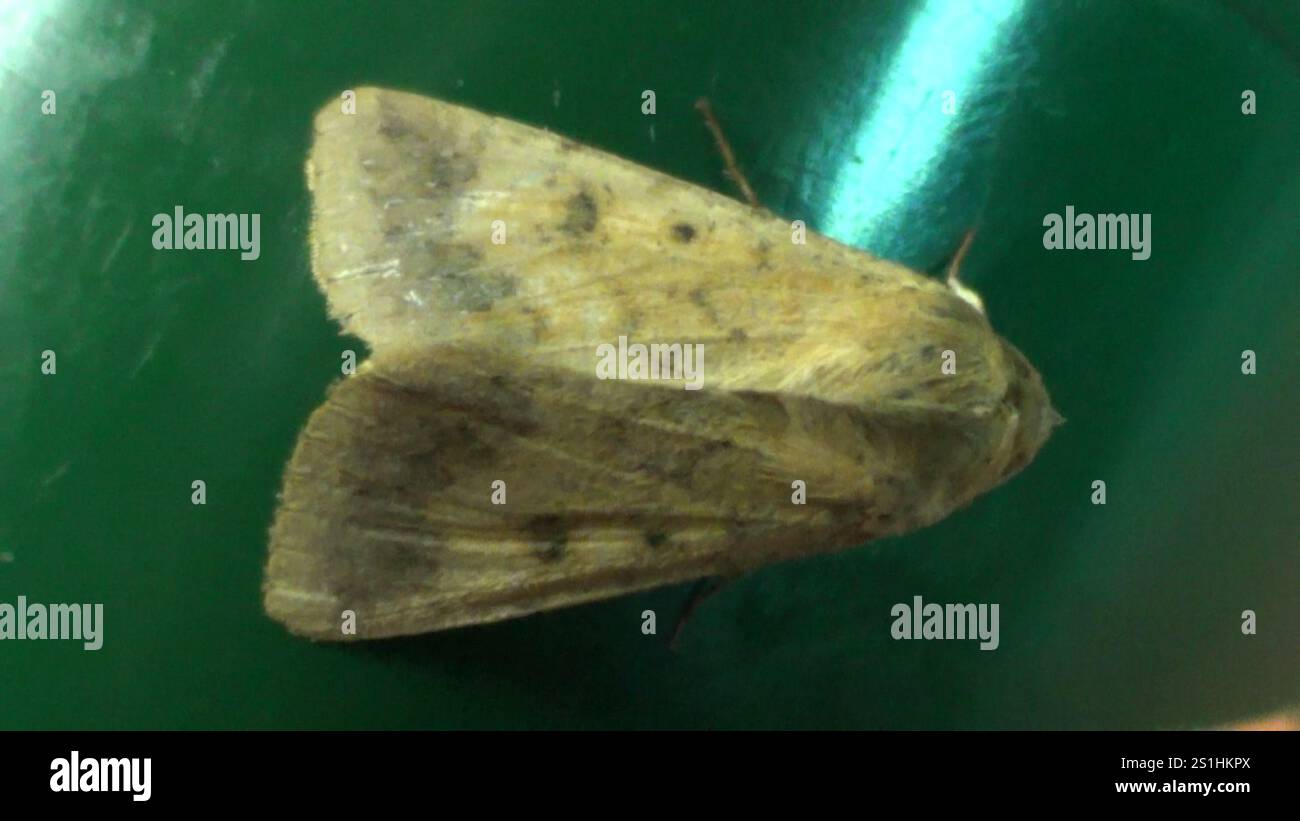Cotton Bollworm Moth (Helicoverpa armigera Stock Photo - Alamy