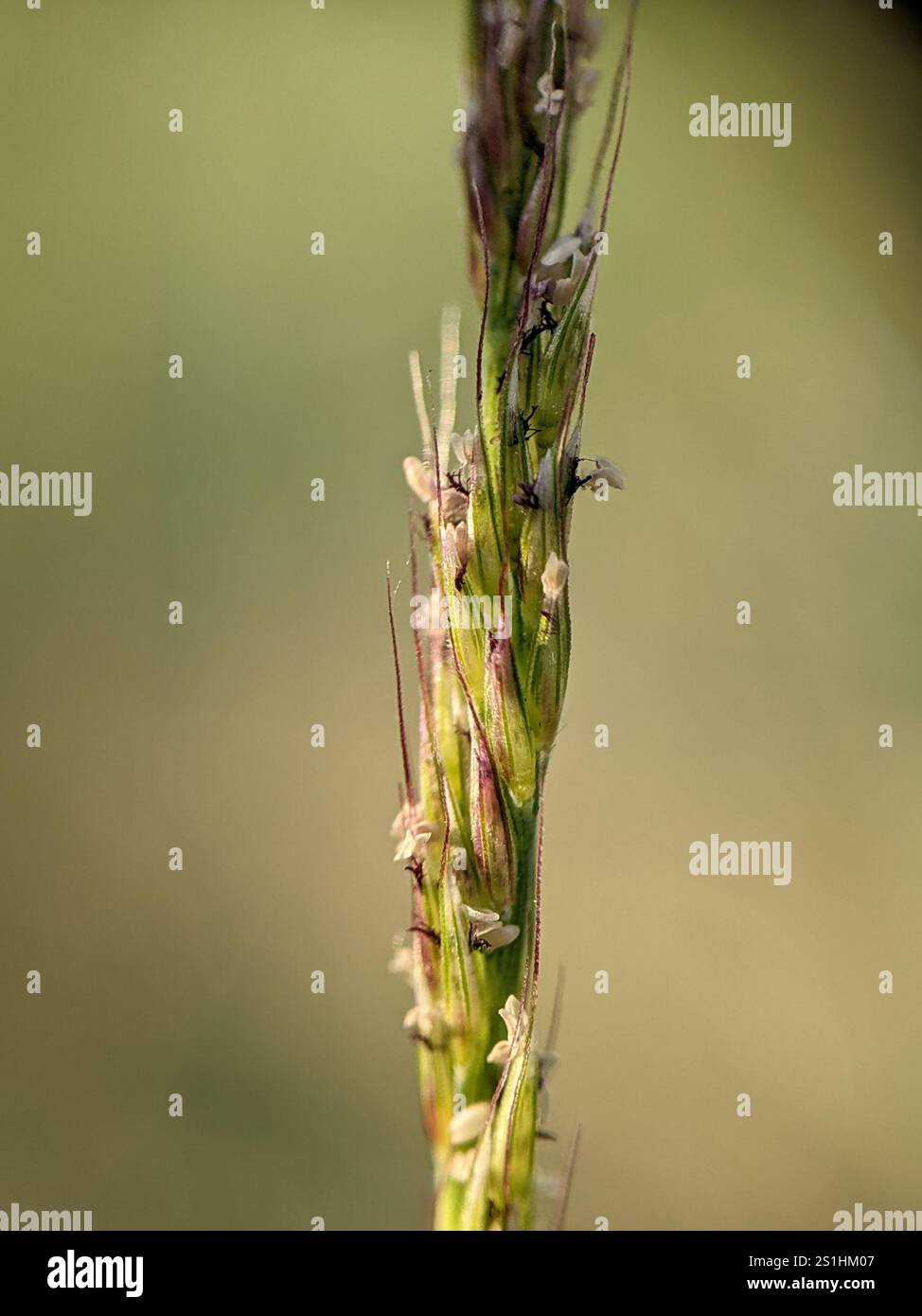 nimblewill (Muhlenbergia schreberi Stock Photo - Alamy