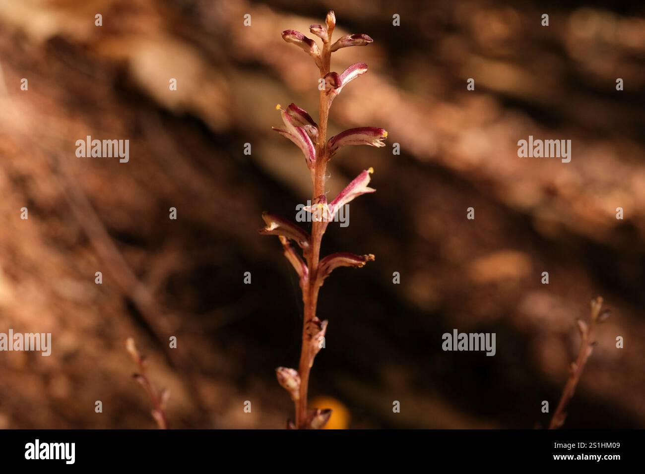 Beechdrops (Epifagus virginiana Stock Photo - Alamy