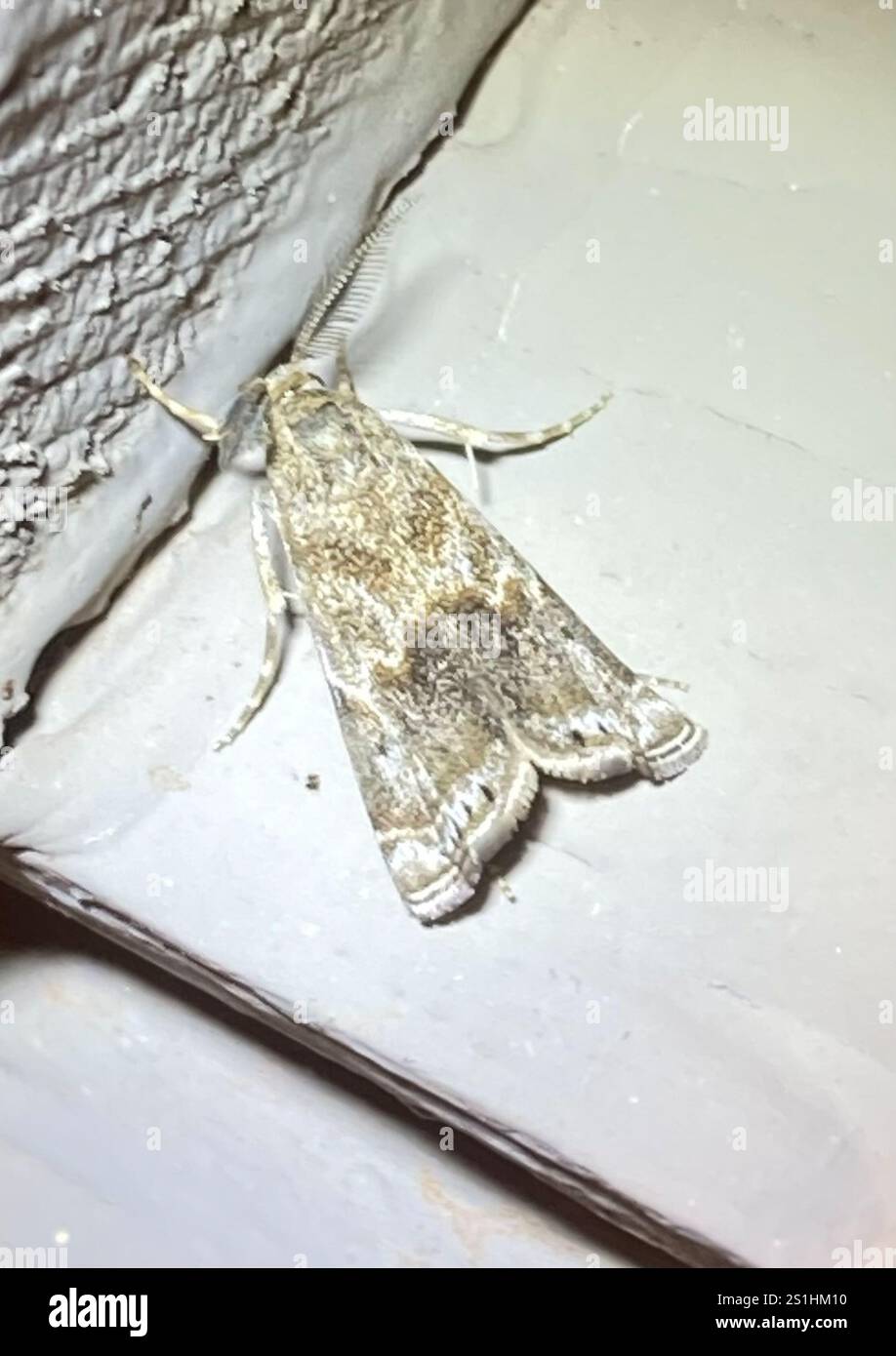 American Plum Borer Moth (Euzophera semifuneralis Stock Photo - Alamy