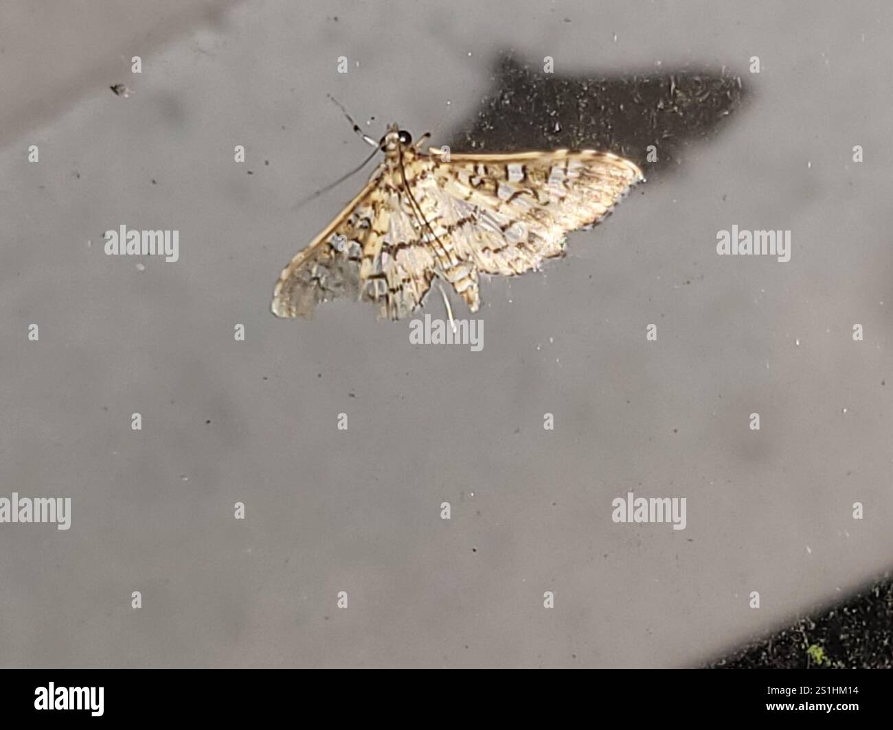 Stained-glass Moth (Samea castellalis Stock Photo - Alamy